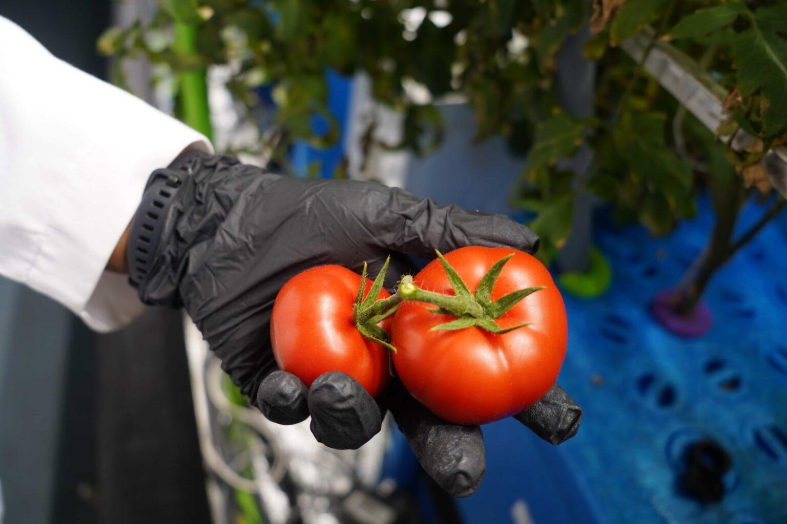 Steel Structure - Project Ivory, Zimbabwe